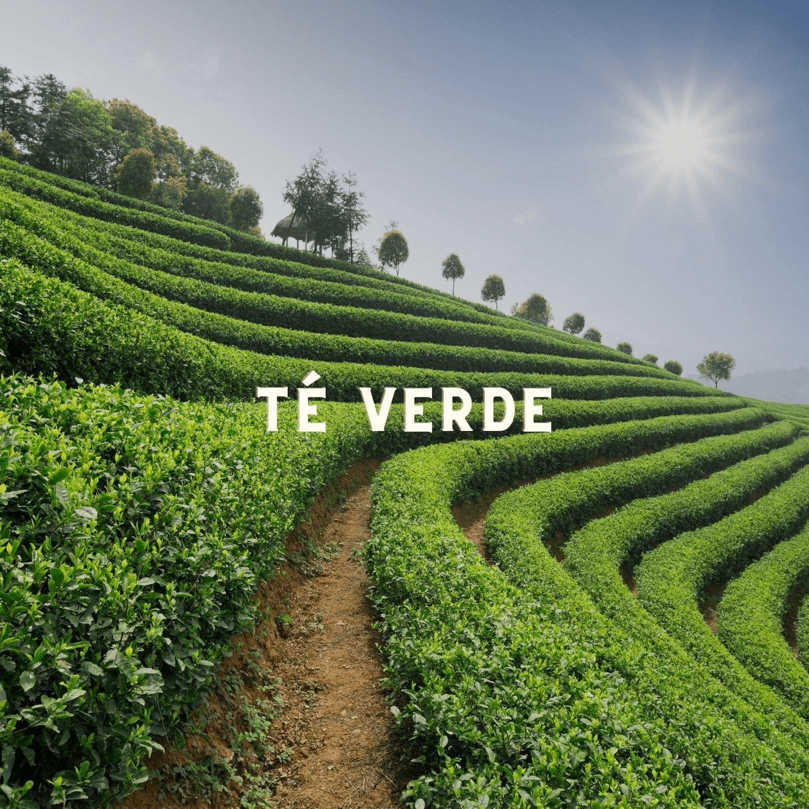 Té Verde Premium | La Cava del Té