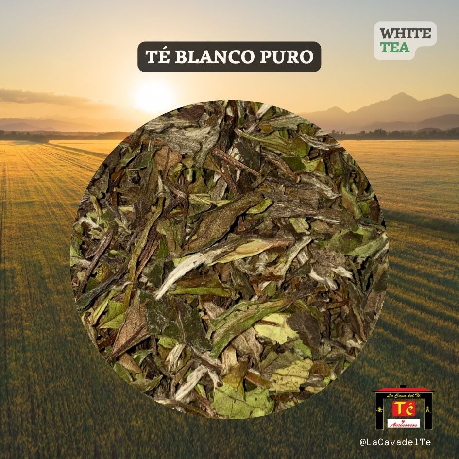 Té Blanco Puro – La Cava del Té